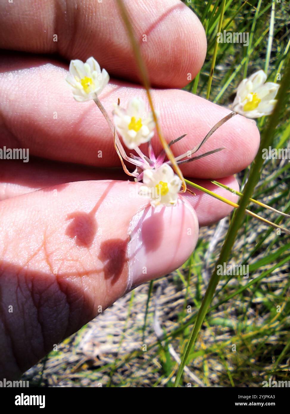 field garlic (Allium oleraceum Stock Photo - Alamy