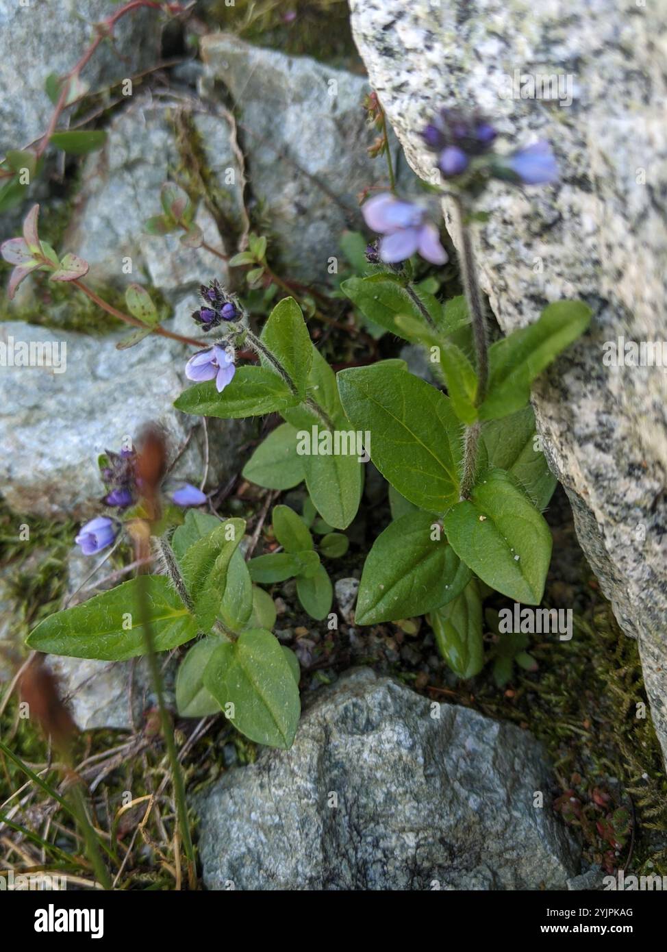 American alpine speedwell (Veronica wormskjoldii Stock Photo - Alamy