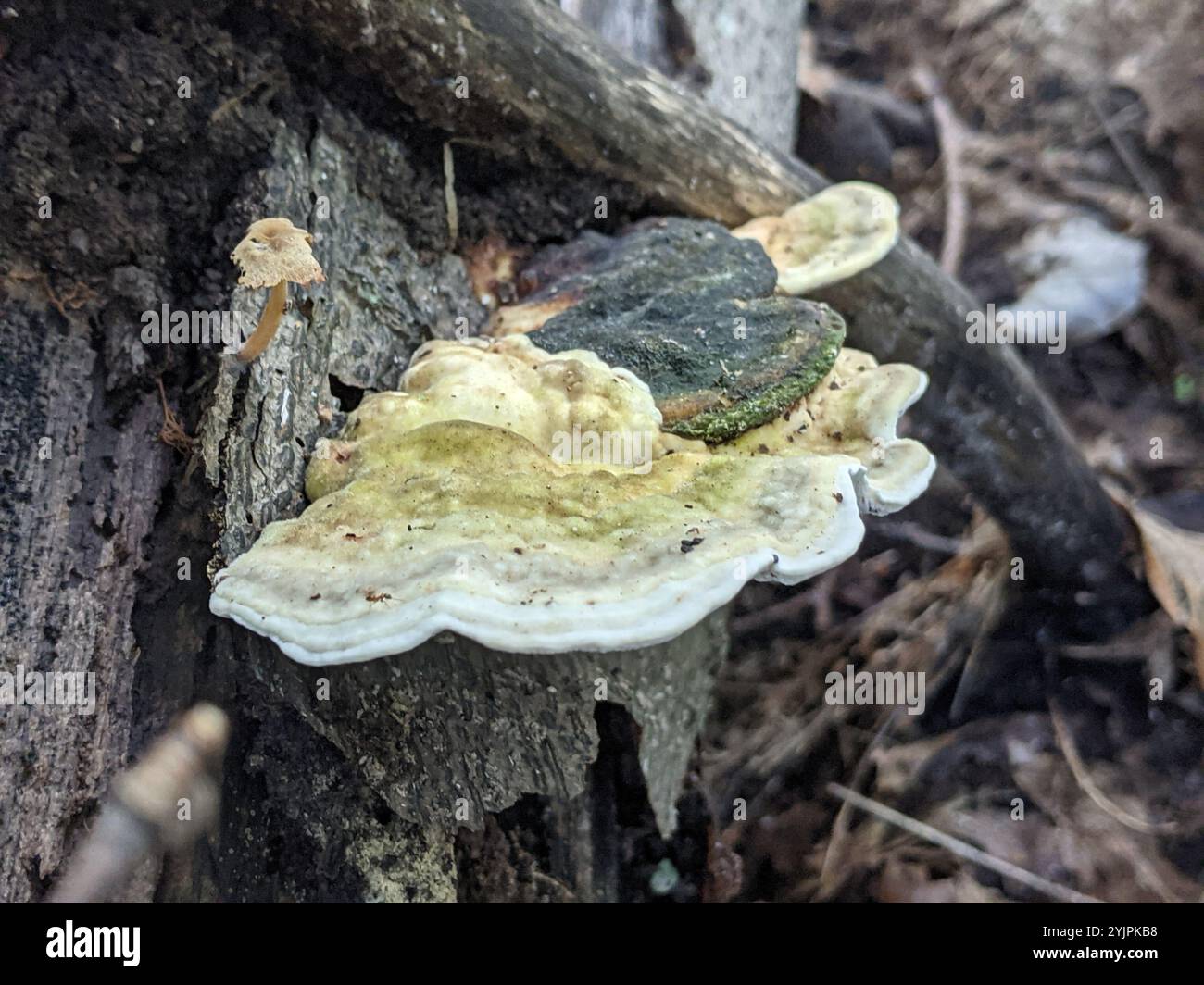 Lumpy Bracket (Trametes gibbosa Stock Photo - Alamy