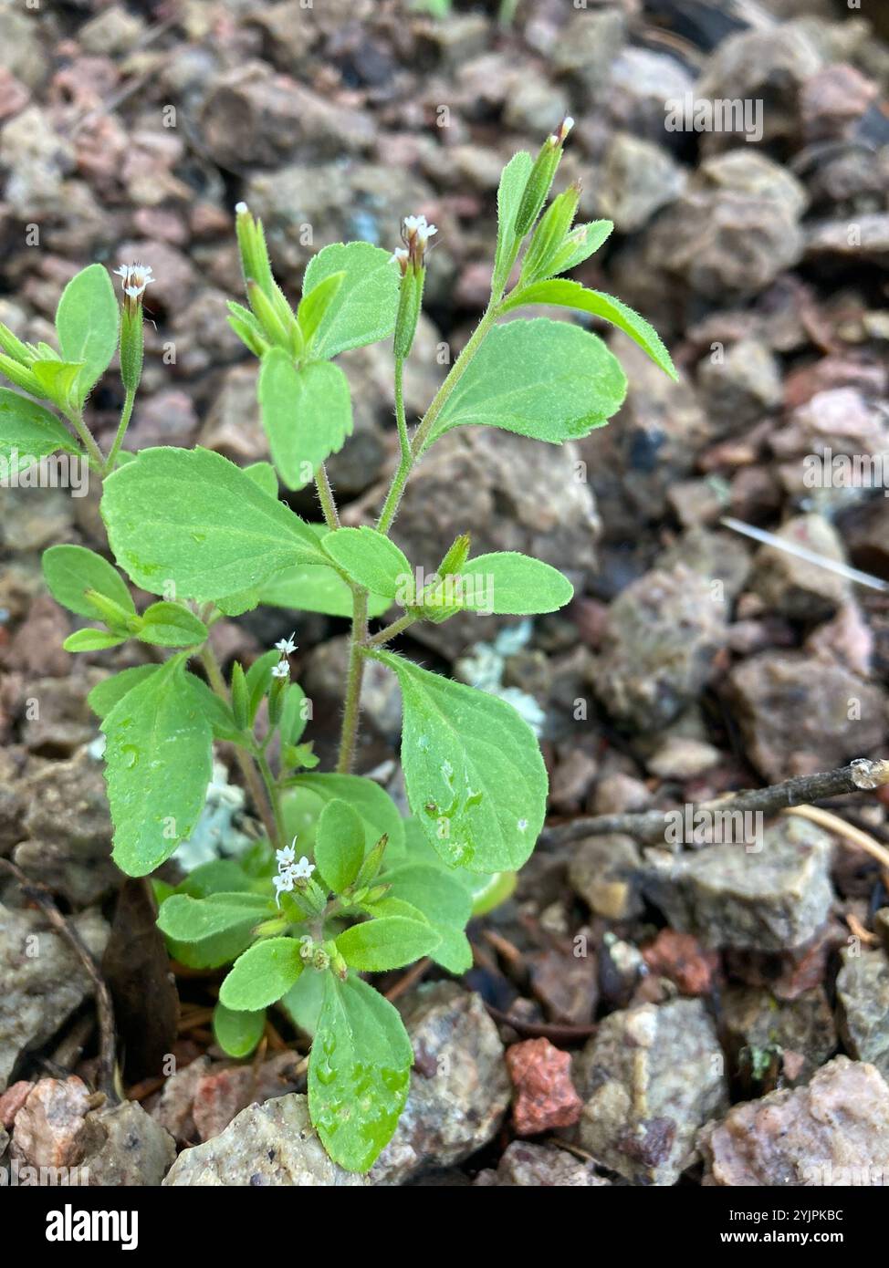 Candyleaf hi-res stock photography and images - Alamy