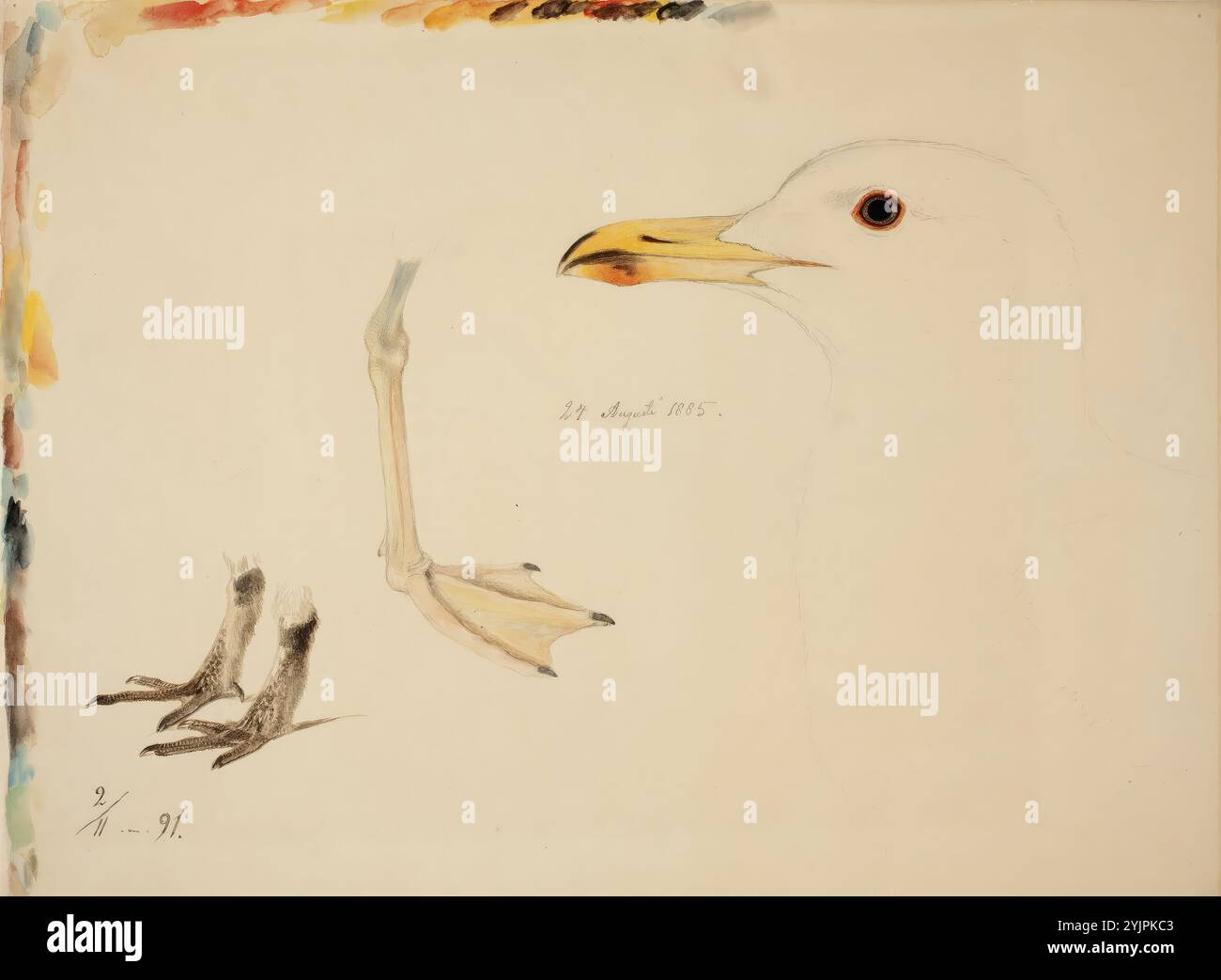 Wright, Ferdinand von, work, Three bird's legs and profile of a seagull ...