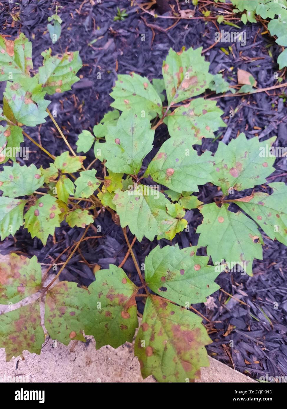 grape family (Vitaceae Stock Photo - Alamy