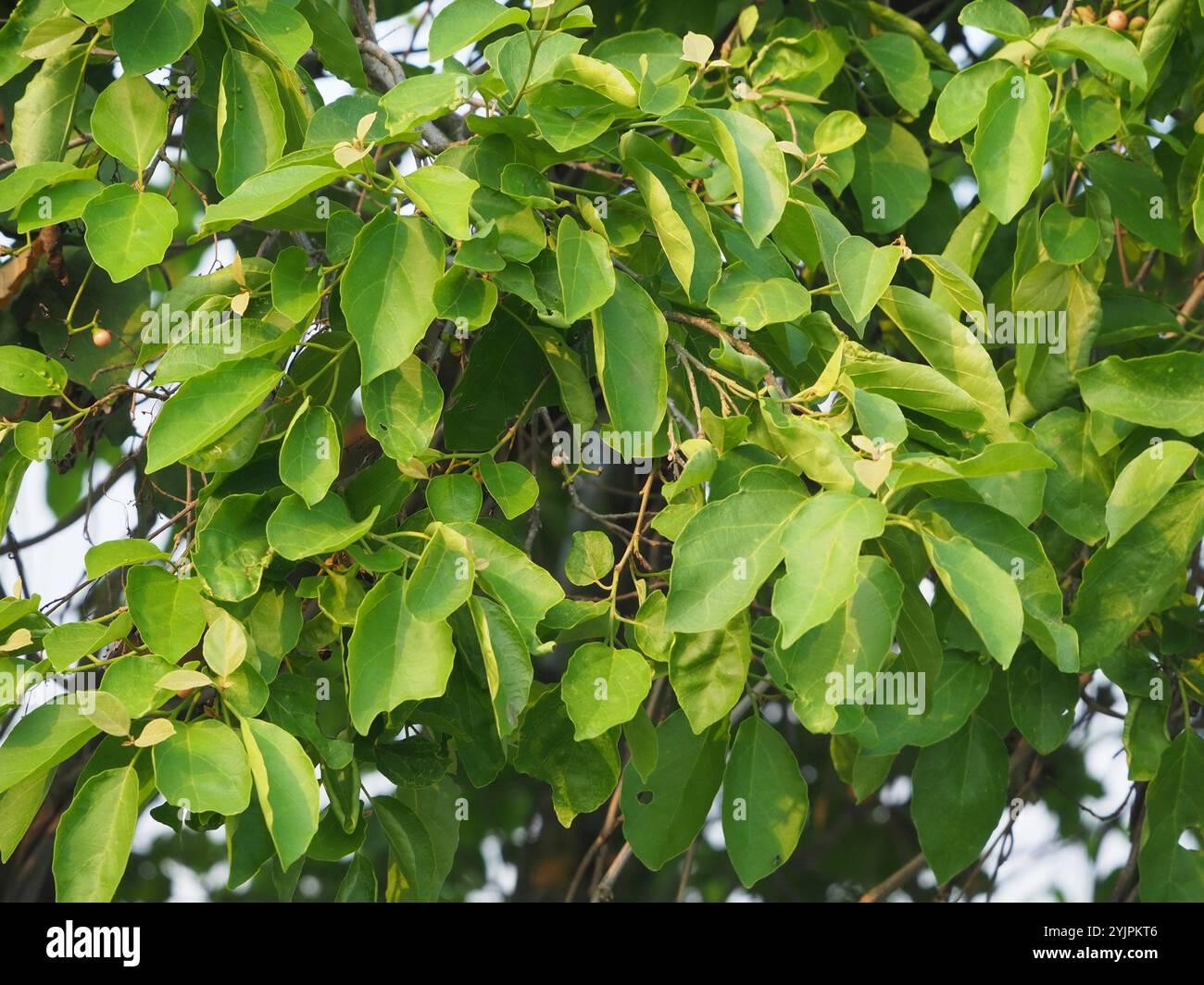 Clammy Cherry (Cordia dichotoma Stock Photo - Alamy