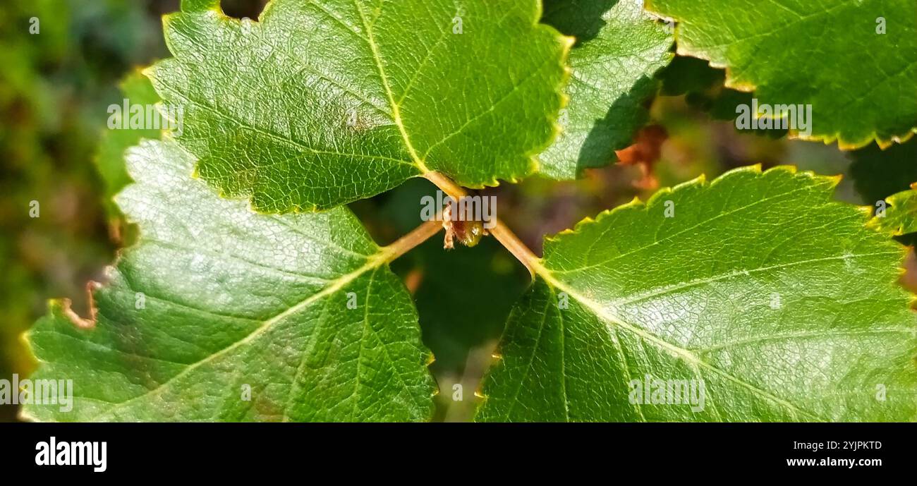 northern birch (Betula pubescens pumila Stock Photo - Alamy