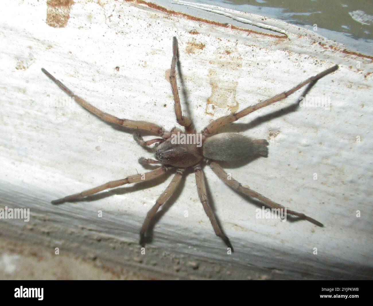 Stealthy Ground Spiders (Gnaphosidae Stock Photo - Alamy
