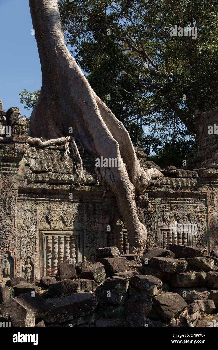 Ta Prohm, Angkor Wat, Cambodia, trees engulfing the temple structures ...