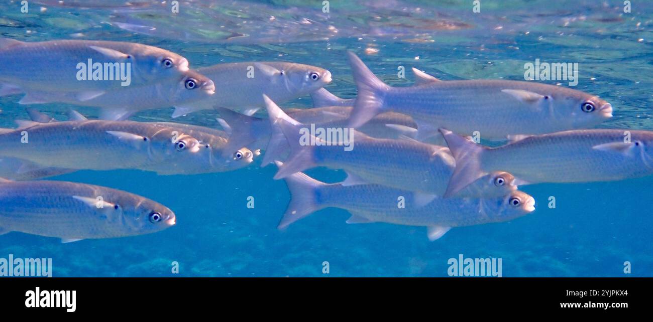 Fringelip Mullet (Moolgarda crenilabis Stock Photo - Alamy