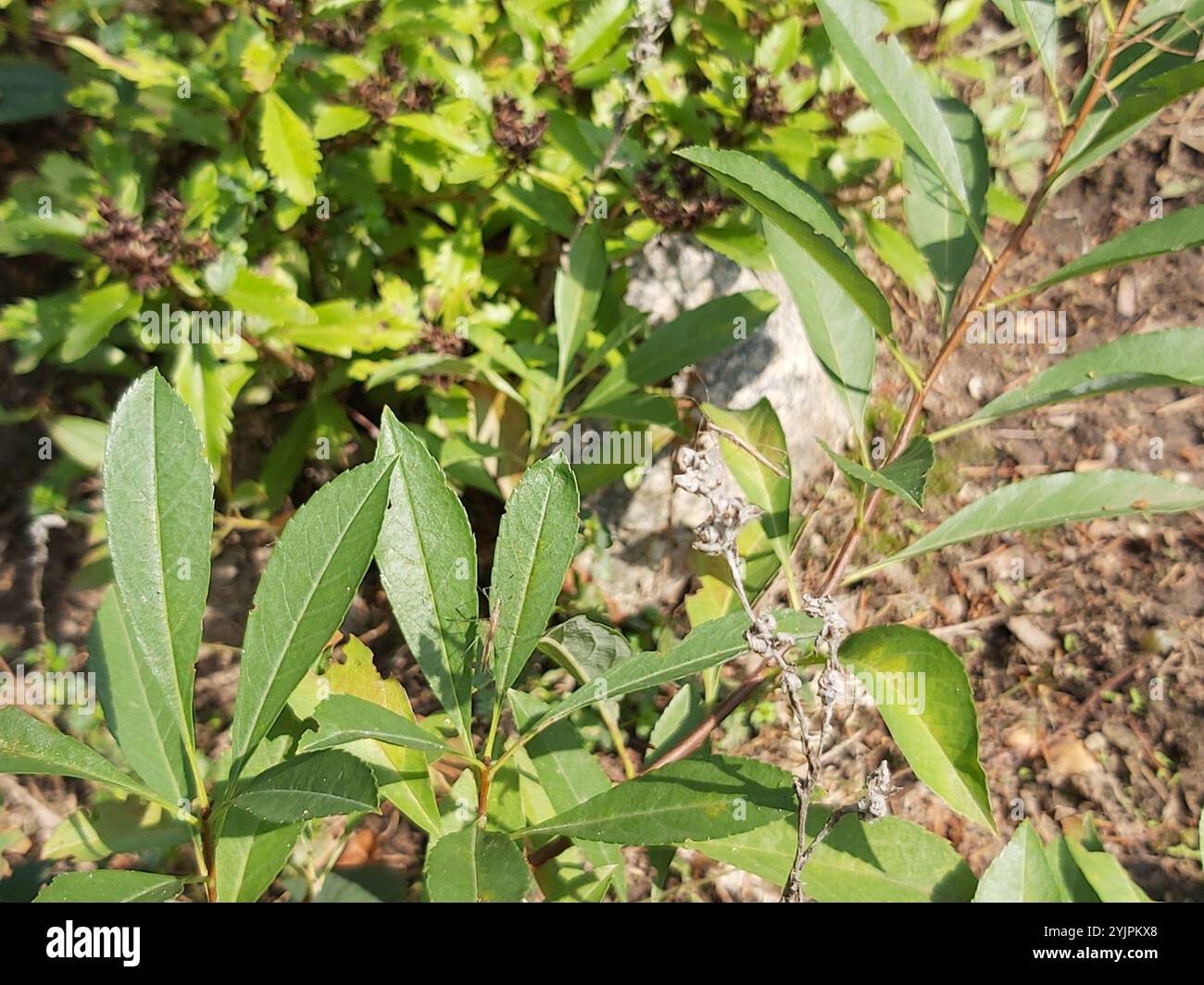straw stiltbug (Neides tipularius Stock Photo - Alamy