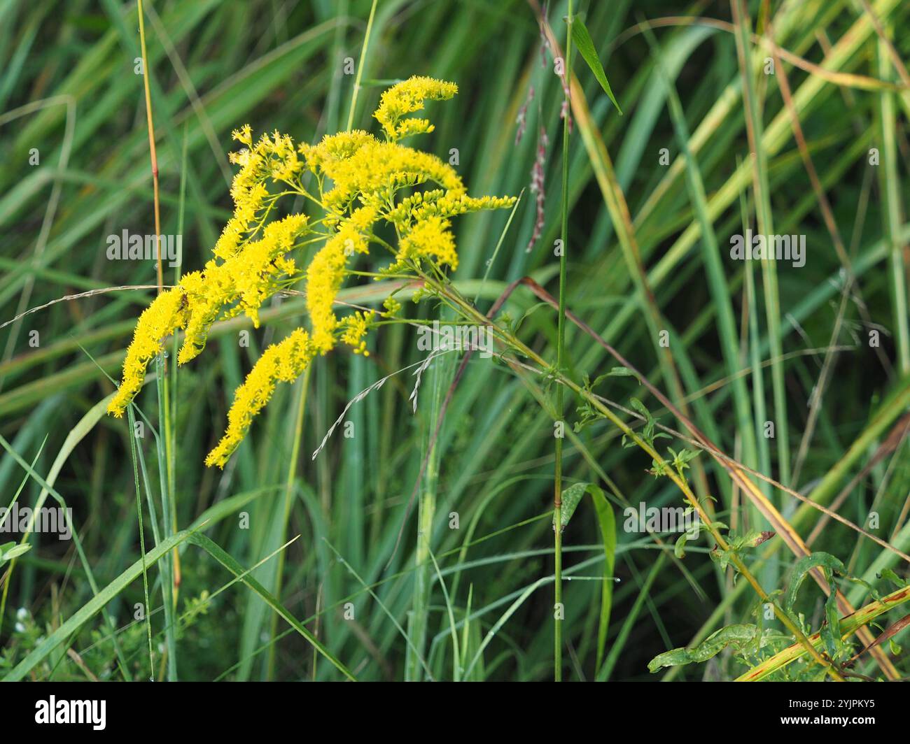 early goldenrod (Solidago juncea Stock Photo - Alamy