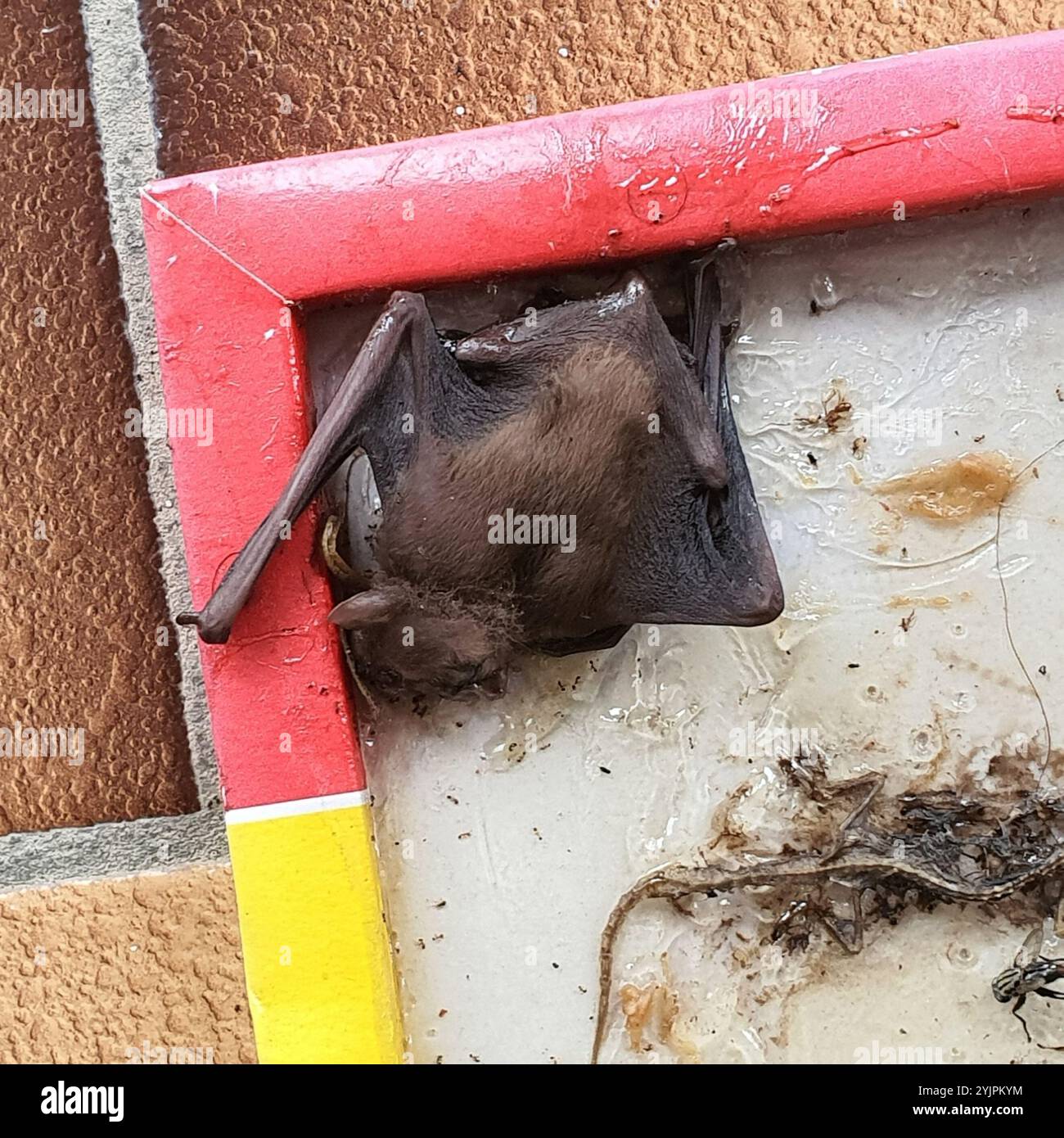 Lesser Asian Yellow Bat (Scotophilus kuhlii Stock Photo - Alamy