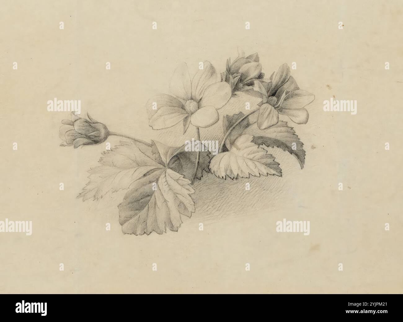 Wright, Ferdinand von, work, Honeysuckle flowers, ¨, pencil, drawing ...