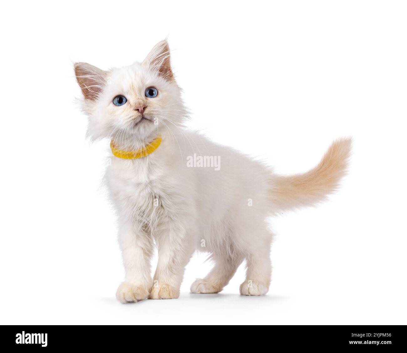 Cute red point Sacred Birman cat kitten, standing side ways. Looking ...