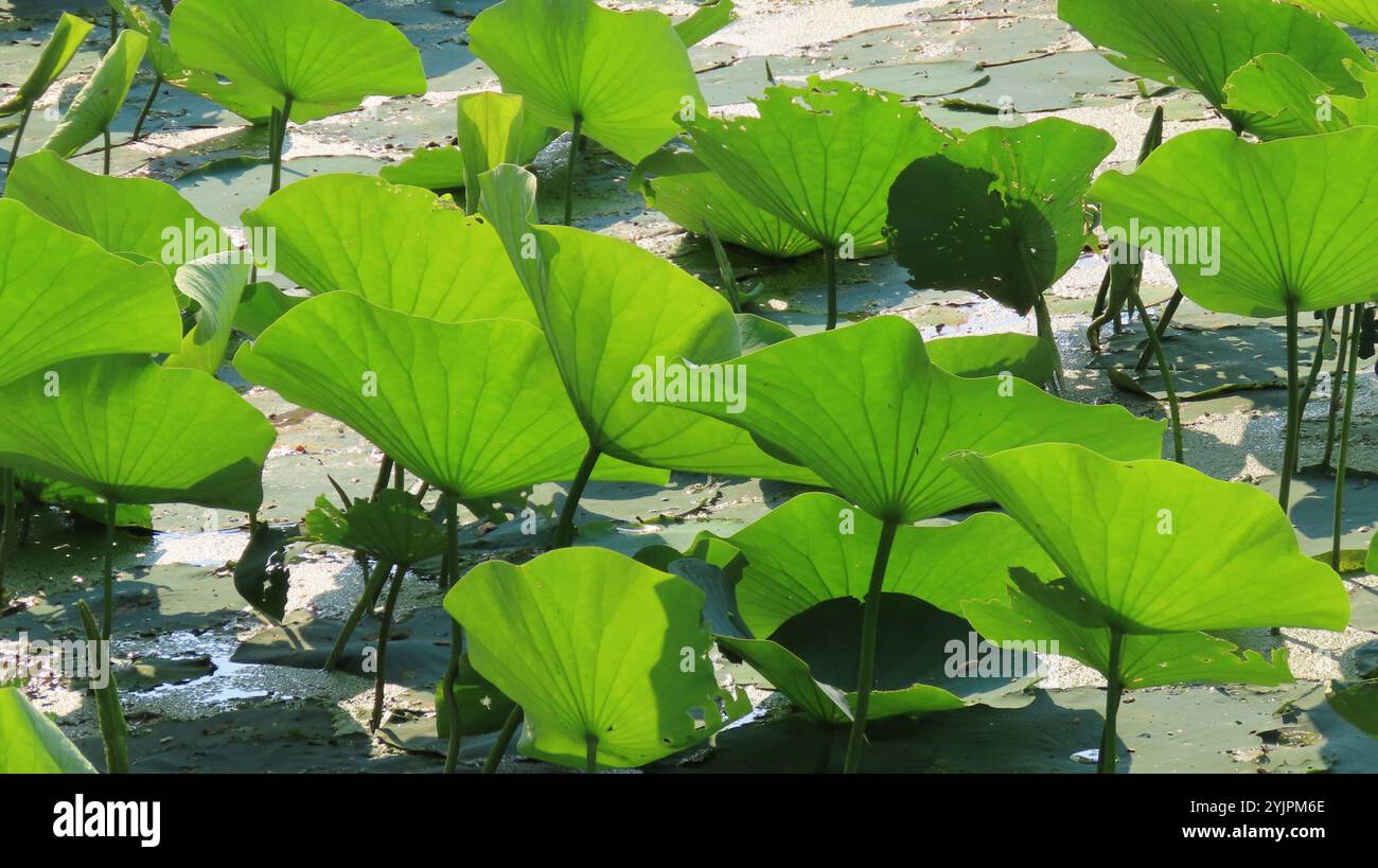 American lotus (Nelumbo lutea Stock Photo - Alamy