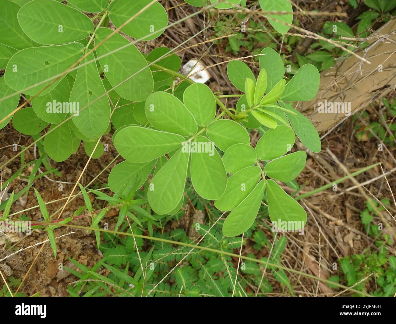 American Sicklepod (Senna obtusifolia Stock Photo - Alamy