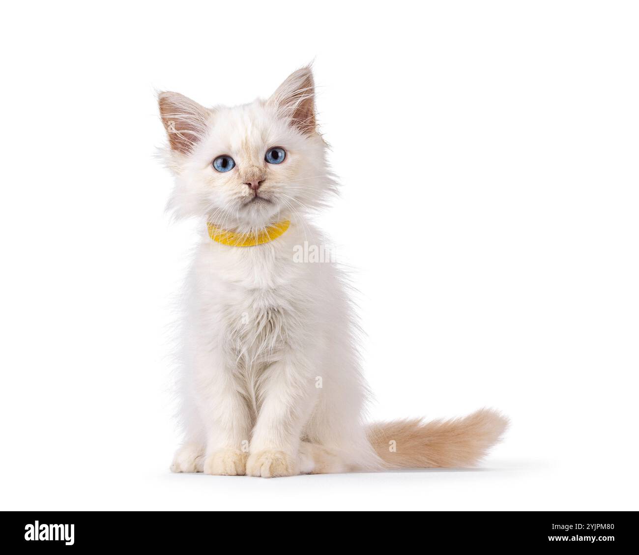 Front view curious red Cut Out Stock Images & Pictures - Alamy