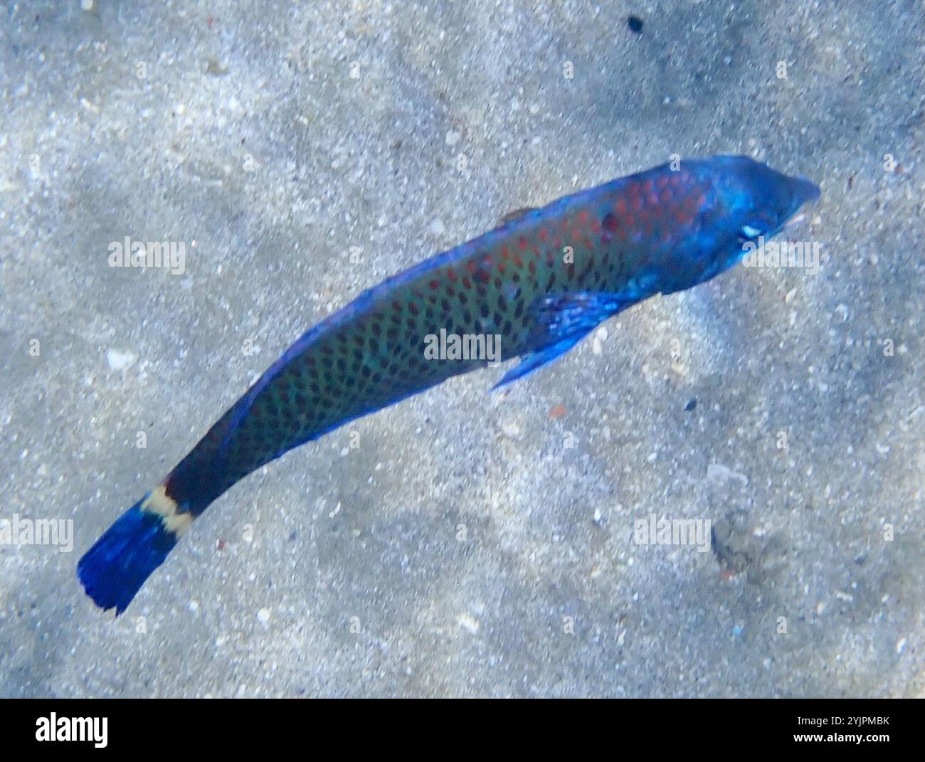 Chiseltooth Wrasse (Pseudodax moluccanus Stock Photo - Alamy