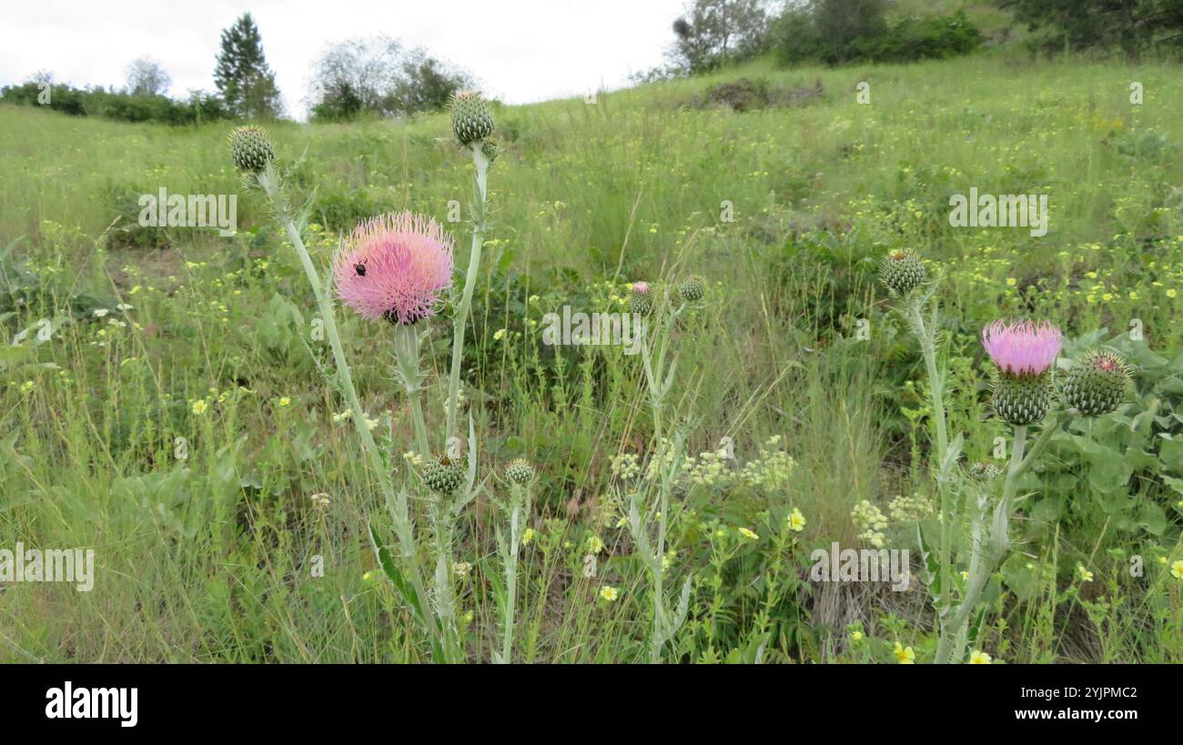 wavyleaf thistle (Cirsium undulatum Stock Photo - Alamy