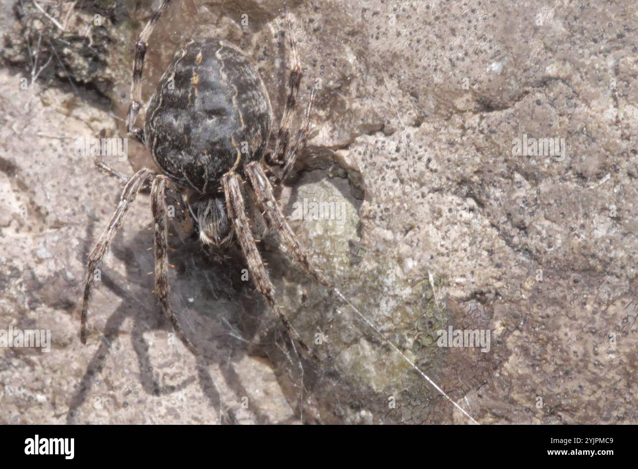 Grey Cross Spider (Larinioides sclopetarius Stock Photo - Alamy