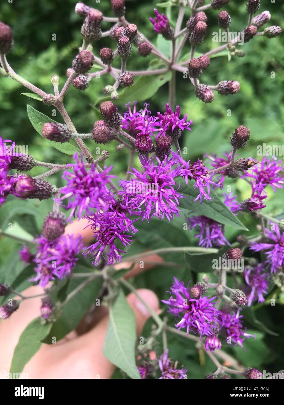 Western Ironweed (Vernonia baldwinii Stock Photo - Alamy