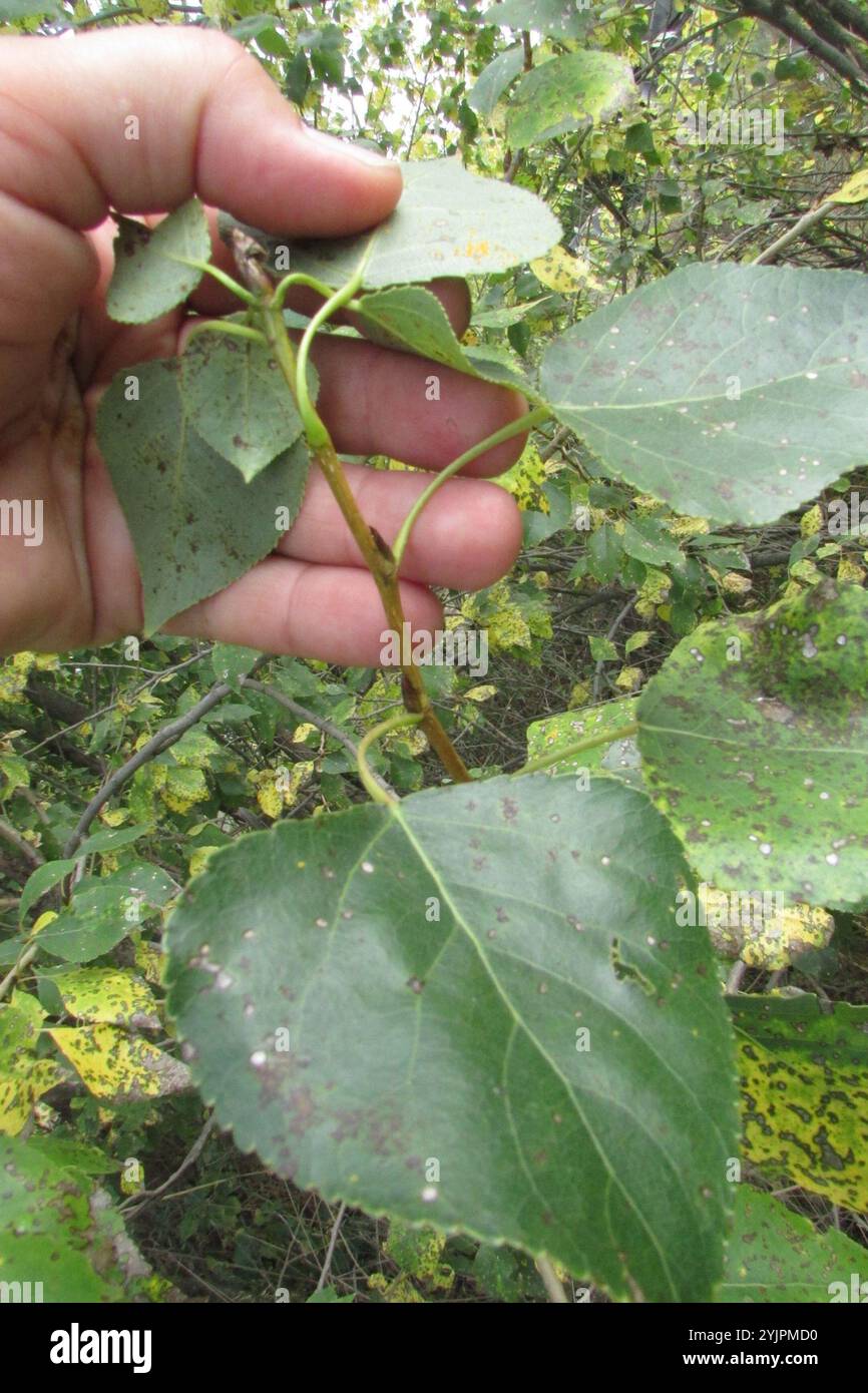 balsam poplar (Populus balsamifera Stock Photo - Alamy