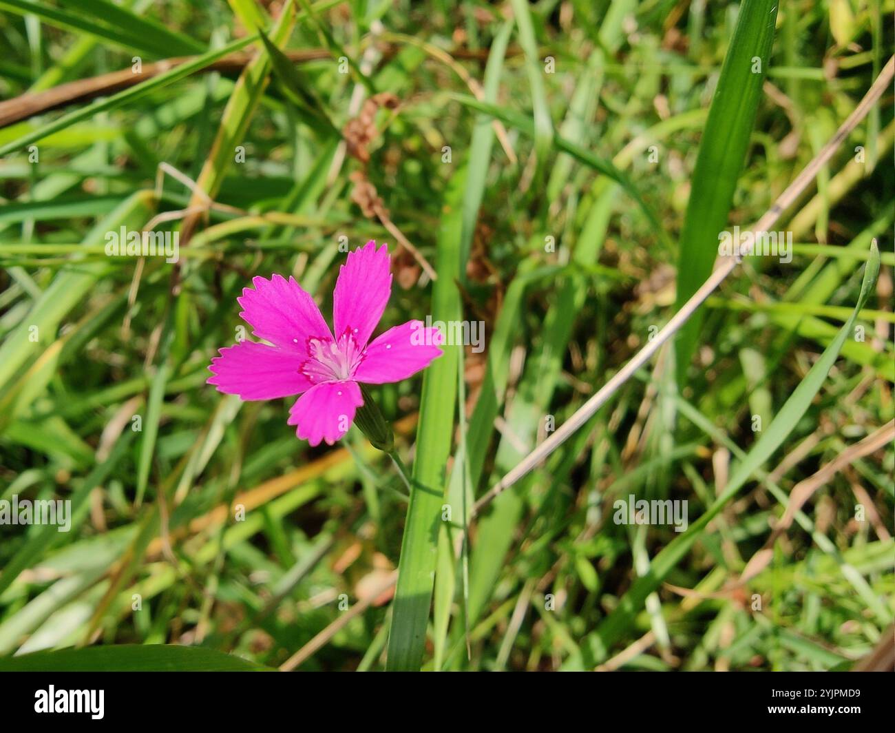 Maiden Pink (Dianthus deltoides Stock Photo - Alamy