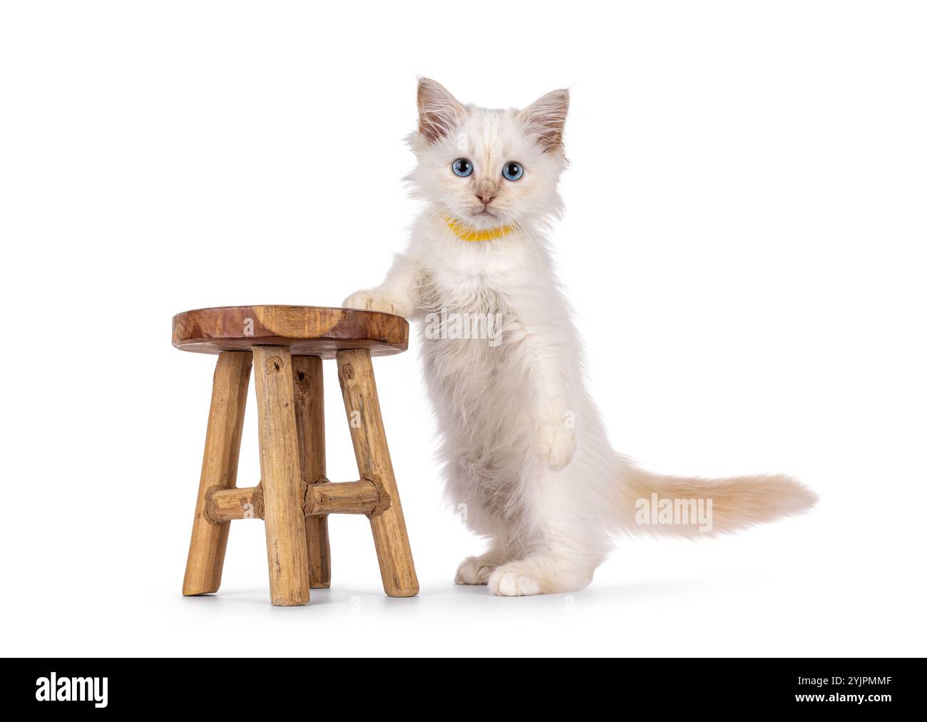 Cute red point Sacred Birman cat kitten, standing beside little wooden ...