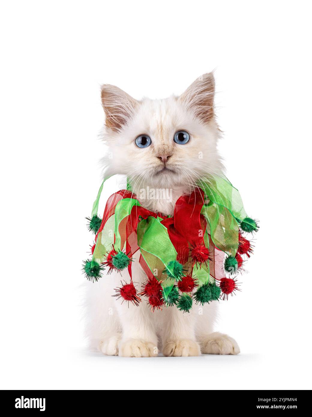 Cute red point Sacred Birman cat kitten, sitting up facing front and ...