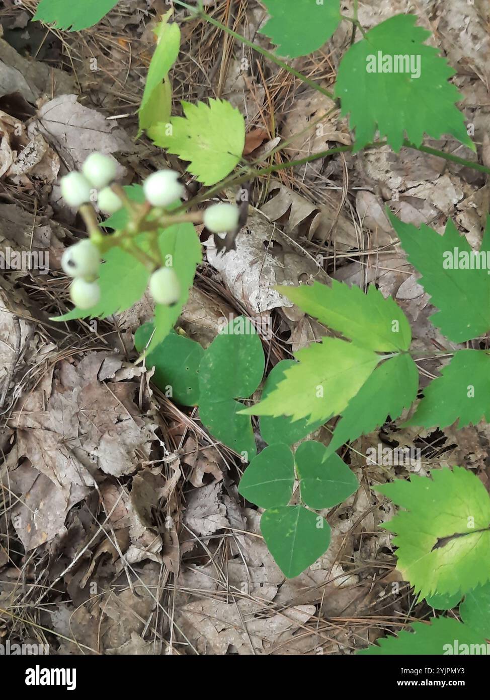 white baneberry (Actaea pachypoda Stock Photo - Alamy
