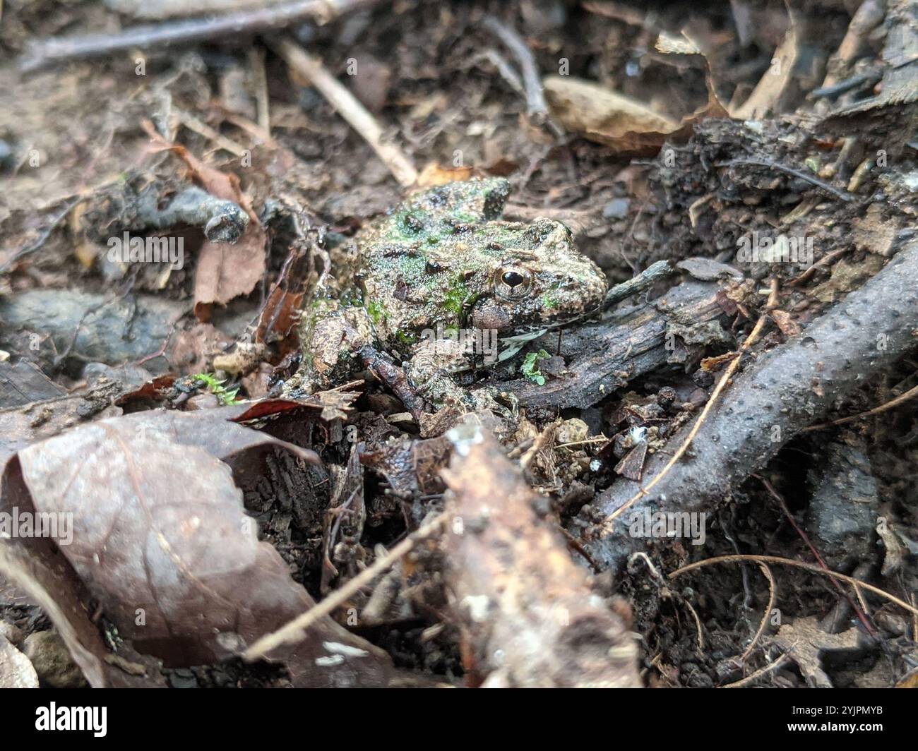 Northern Cricket Frog (Acris crepitans Stock Photo - Alamy
