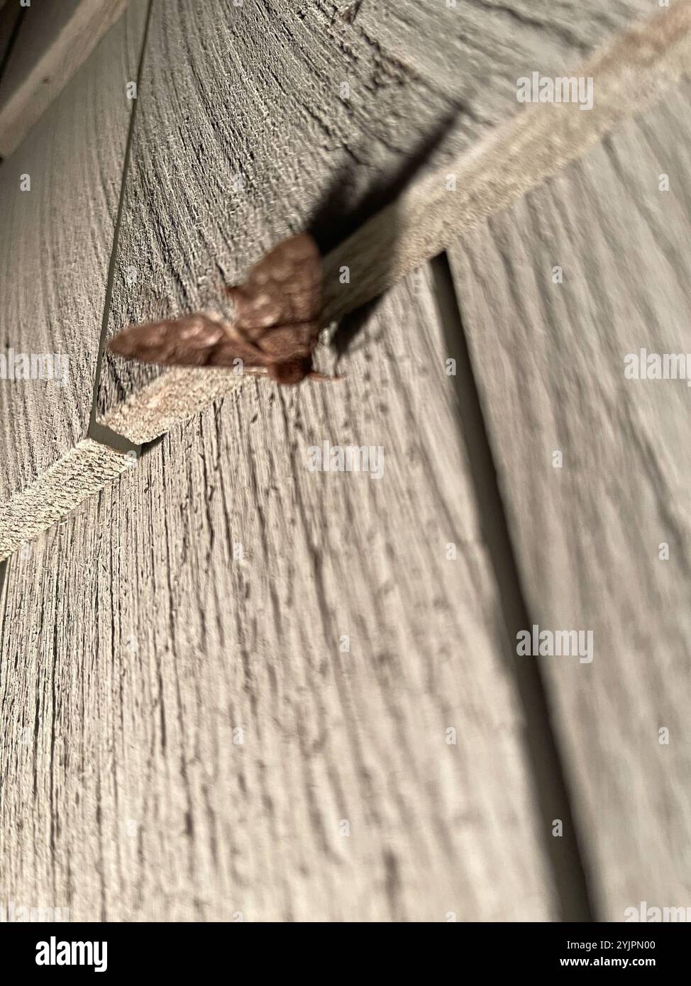 Eastern Panthea Moth (Panthea furcilla Stock Photo - Alamy