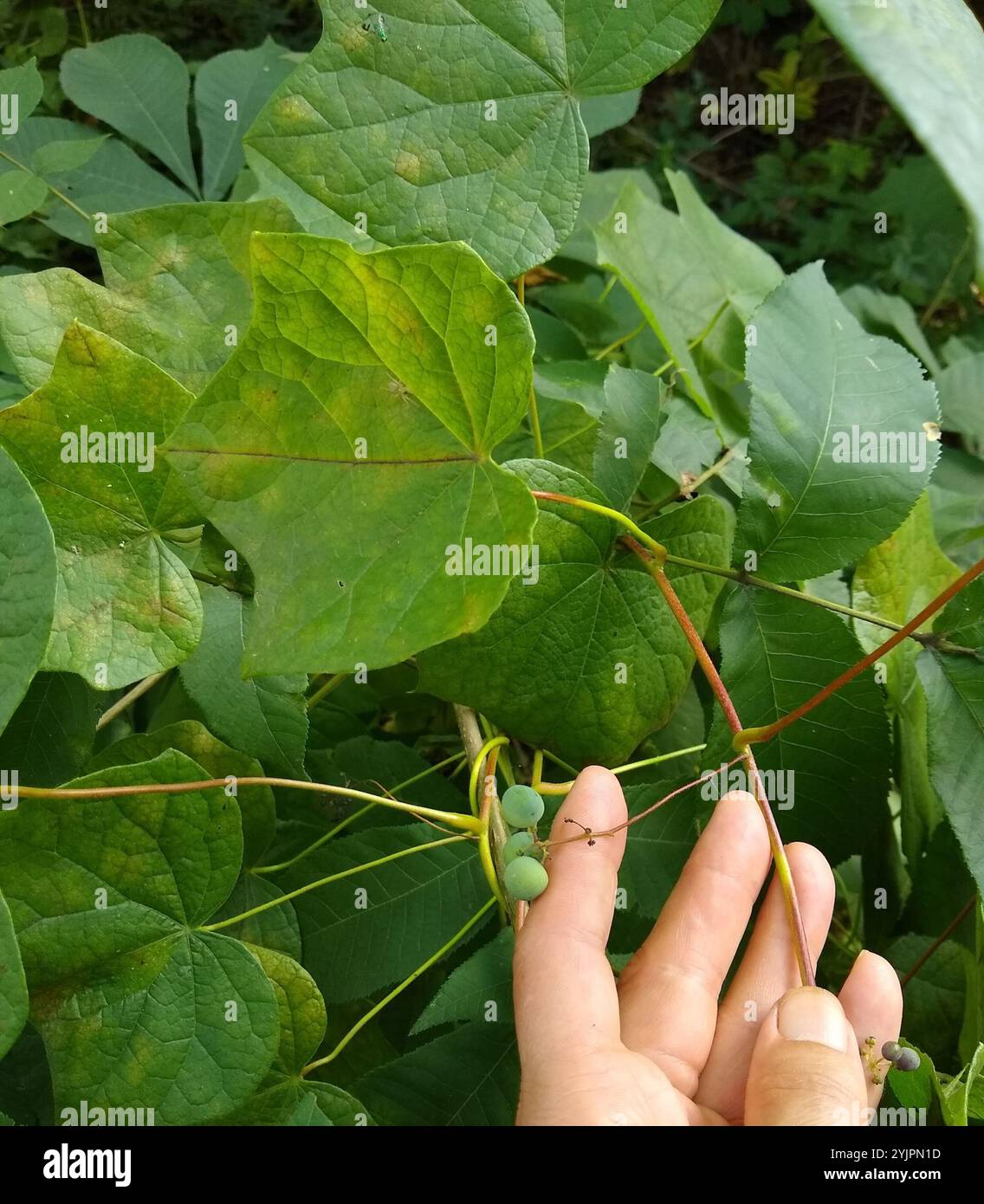 moonseed (Menispermum canadense Stock Photo - Alamy