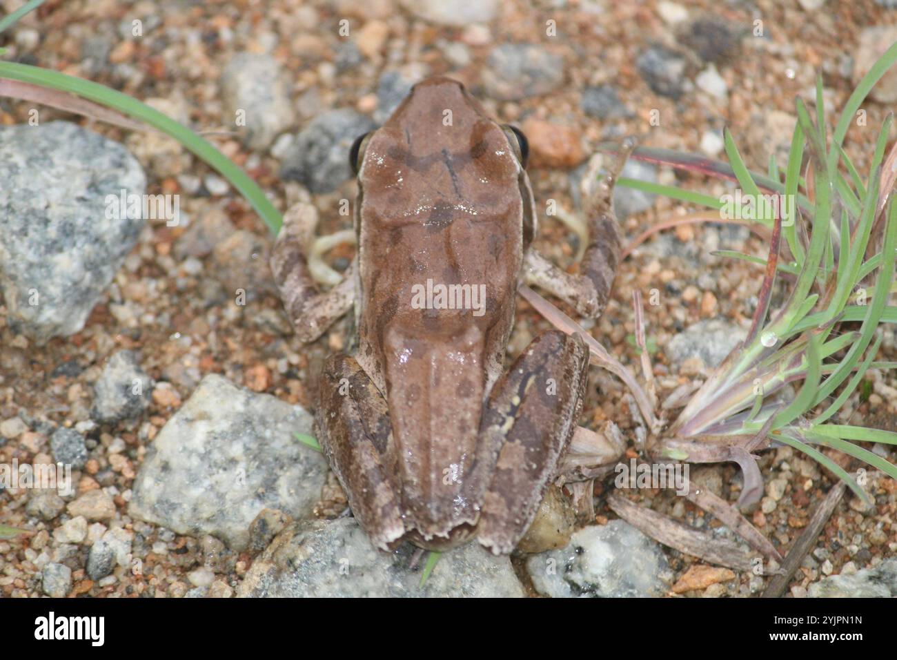 Chunam Tree Frog (Polypedates maculatus Stock Photo - Alamy