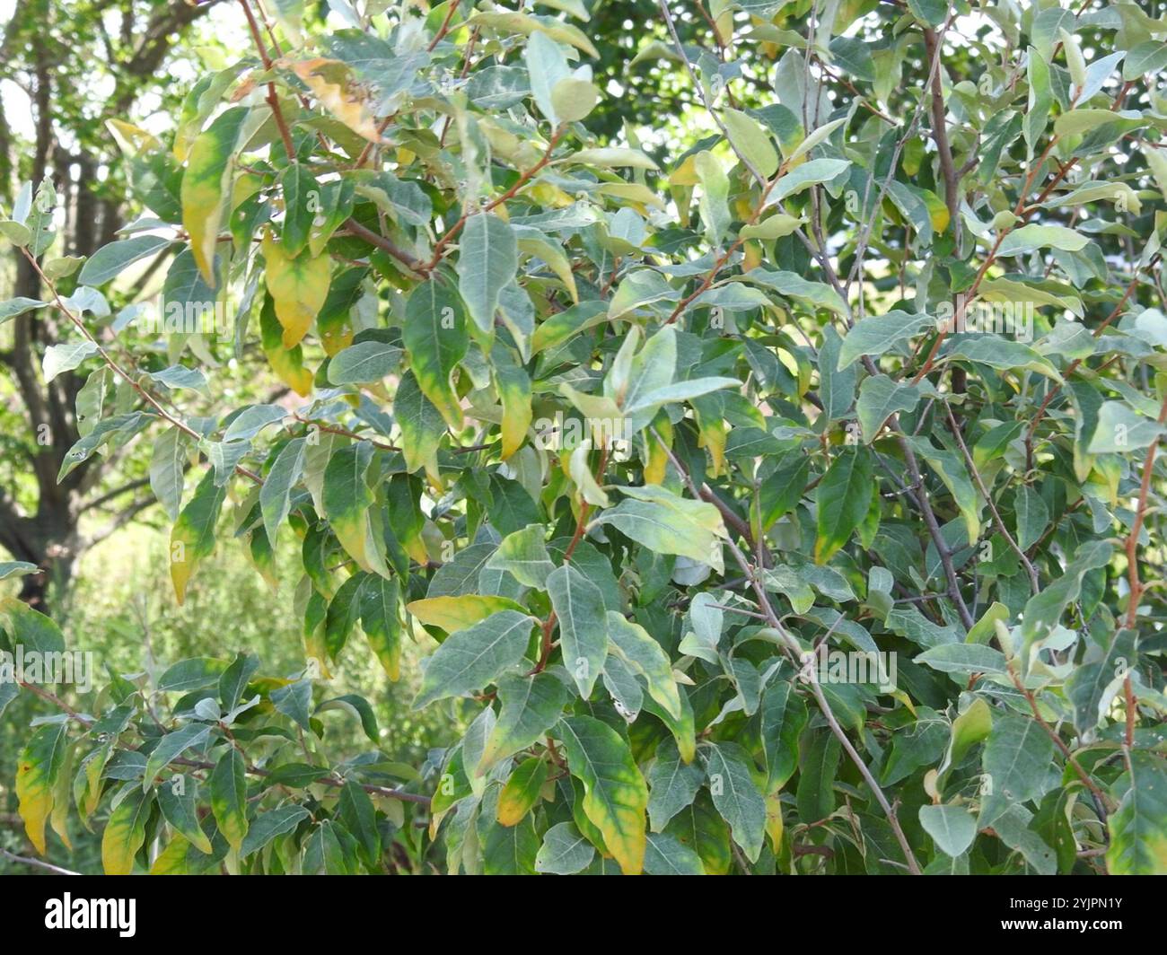 autumn olive (Elaeagnus umbellata Stock Photo - Alamy