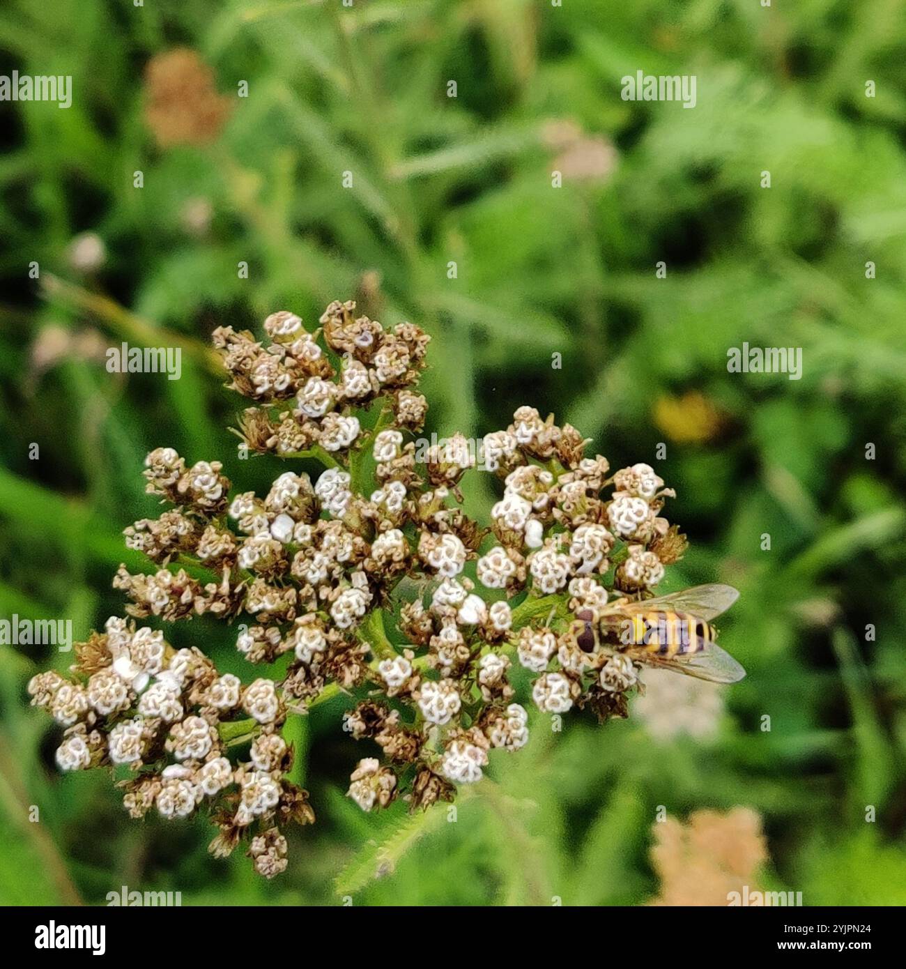 Common Flower Flies (Syrphus Stock Photo - Alamy