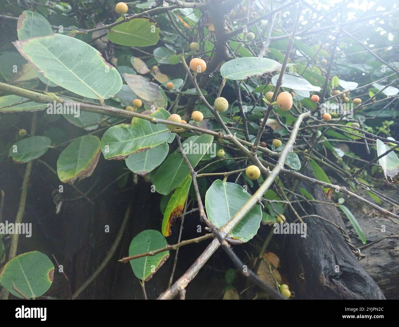 Dye fig (Ficus tinctoria Stock Photo - Alamy
