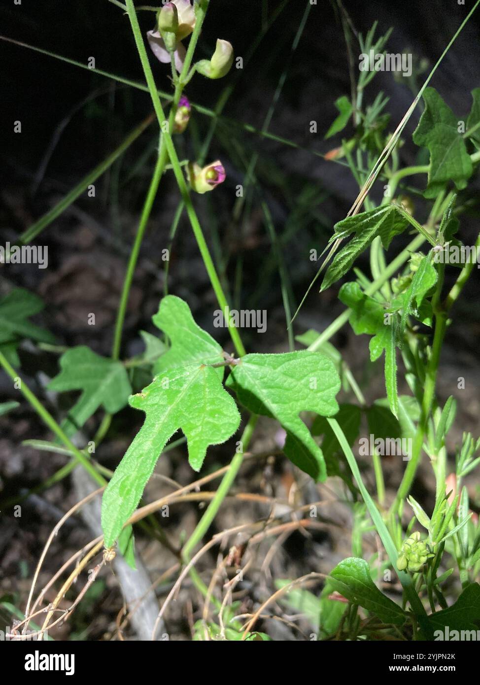 Gray's bean (Phaseolus grayanus Stock Photo - Alamy