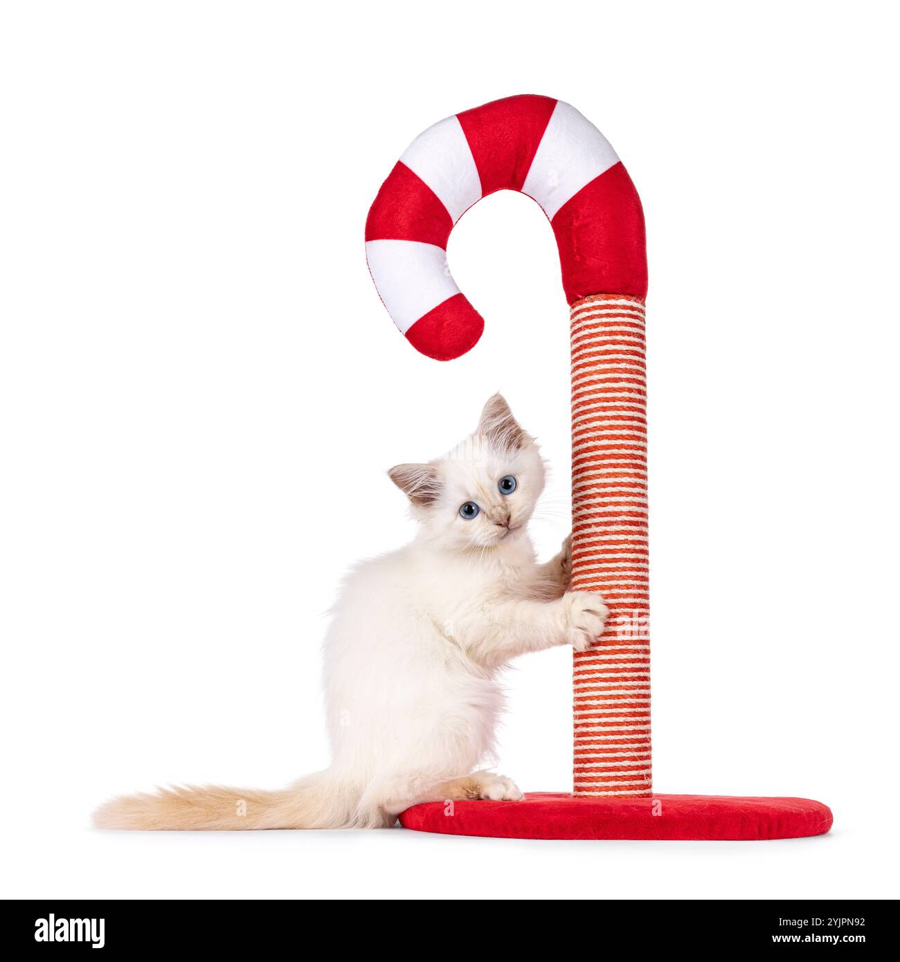 Cute red point Sacred Birman cat kitten, sitting beside candy cane ...
