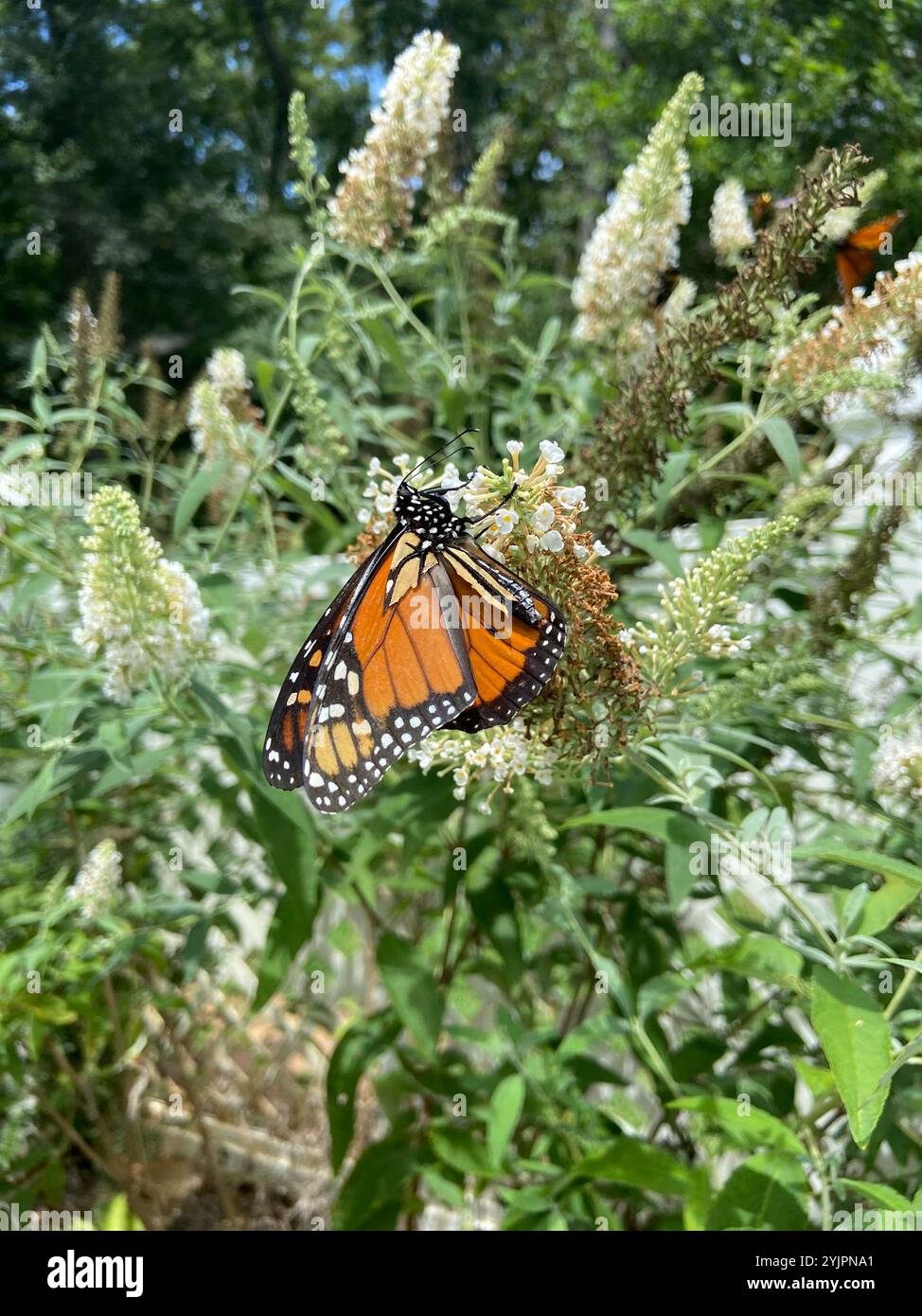 Monarch (Danaus plexippus Stock Photo - Alamy