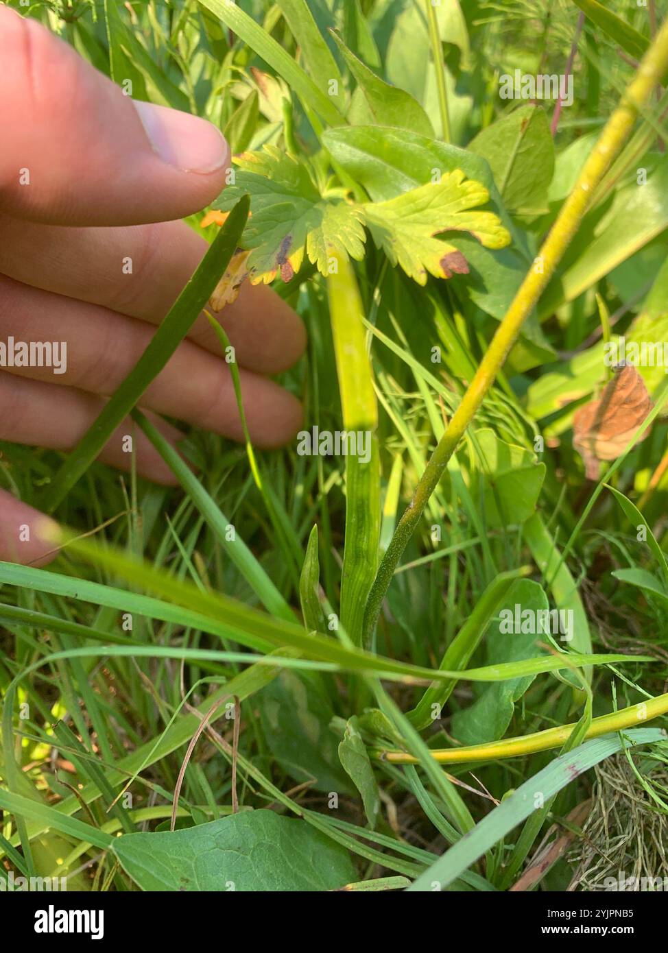 western false asphodel (Triantha occidentalis Stock Photo - Alamy