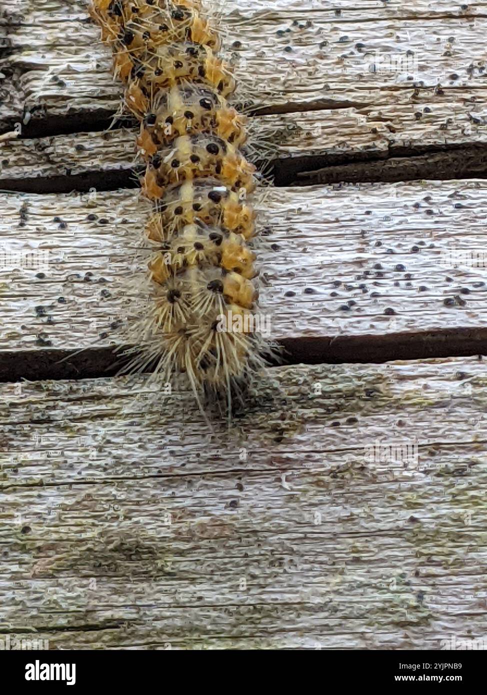 Salt Marsh Moth (Estigmene acrea Stock Photo - Alamy