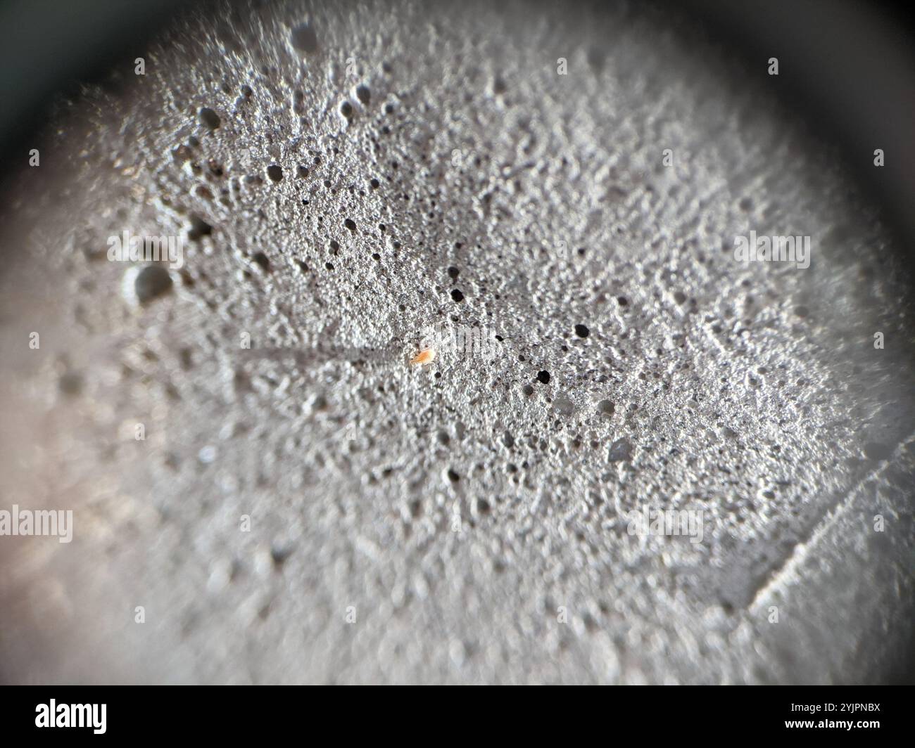 Granary Booklice (Trogiidae Stock Photo - Alamy