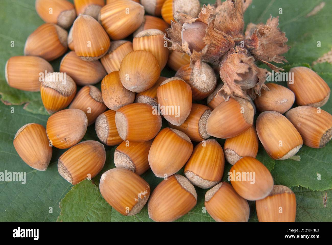 Haselnuss, Corylus Englische Riesen, Hazel, Corylus English giants ...