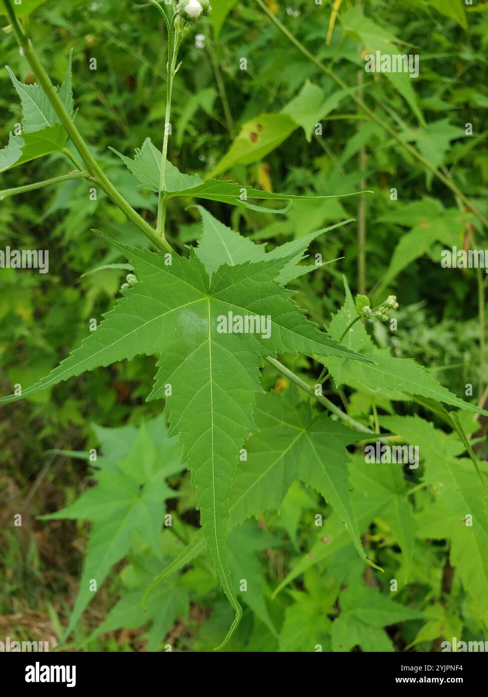 Virginia Mallow (Ripariosida hermaphrodita Stock Photo - Alamy