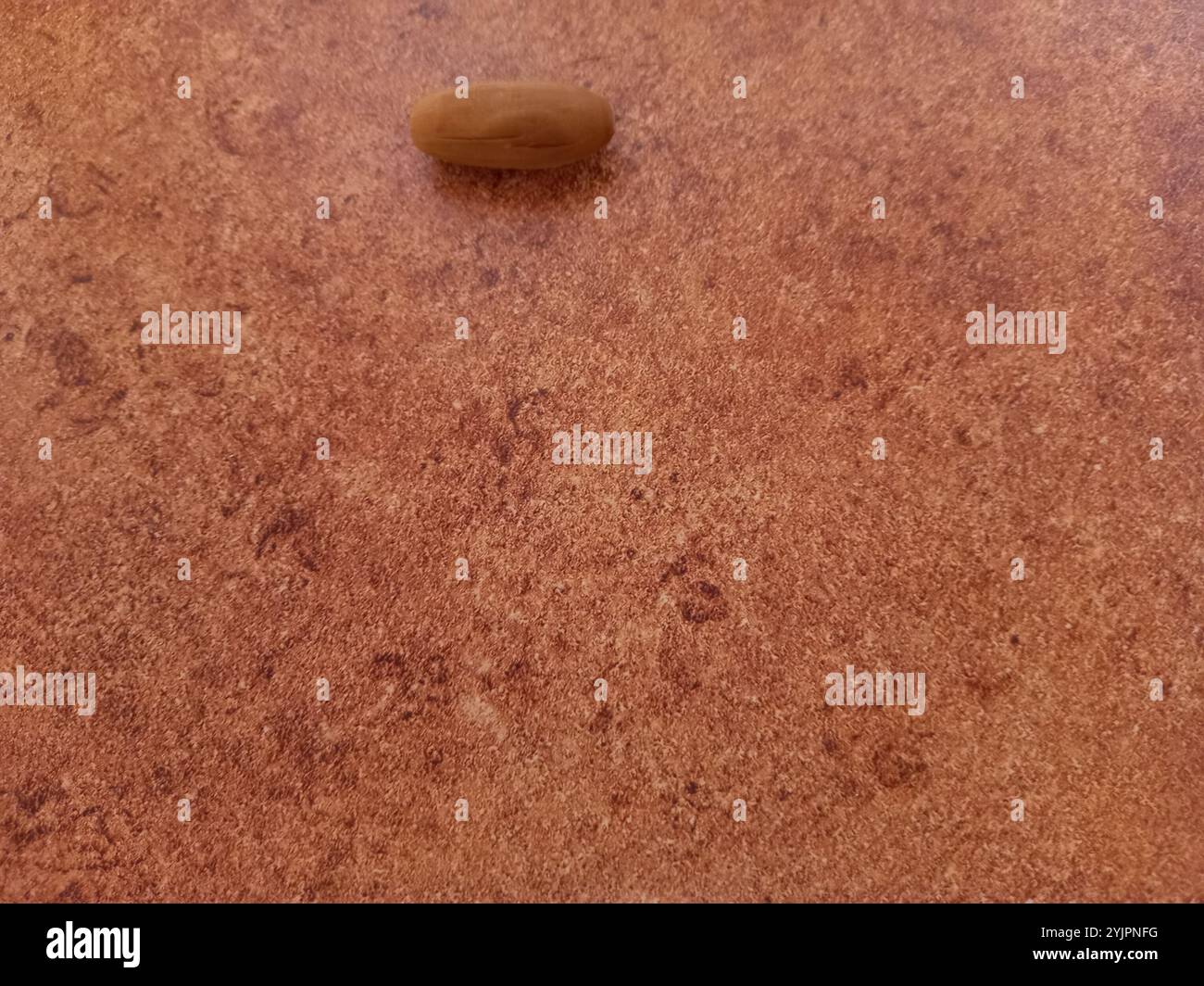 Valonia oak (Quercus ithaburensis macrolepis Stock Photo - Alamy