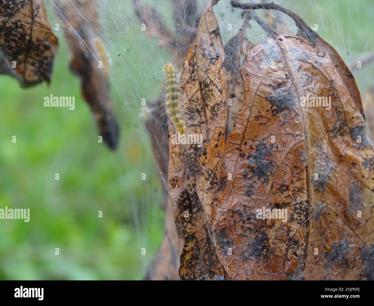 Fall Webworm Moth (Hyphantria cunea Stock Photo - Alamy