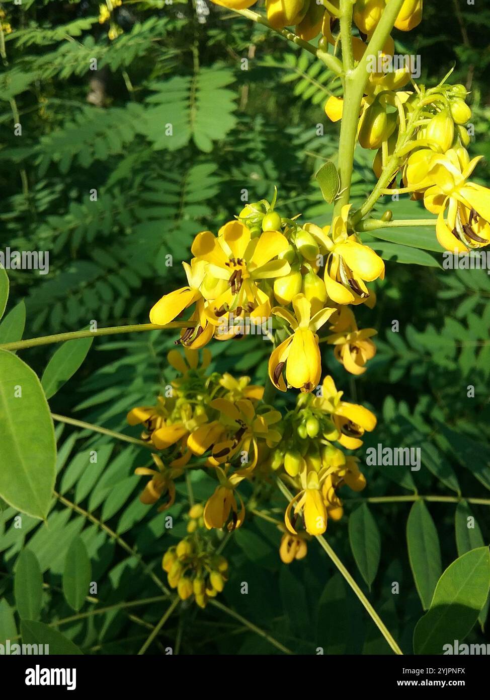 American senna (Senna hebecarpa Stock Photo - Alamy
