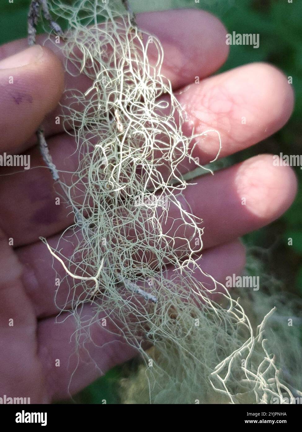 Witch's Hair (Alectoria sarmentosa Stock Photo - Alamy