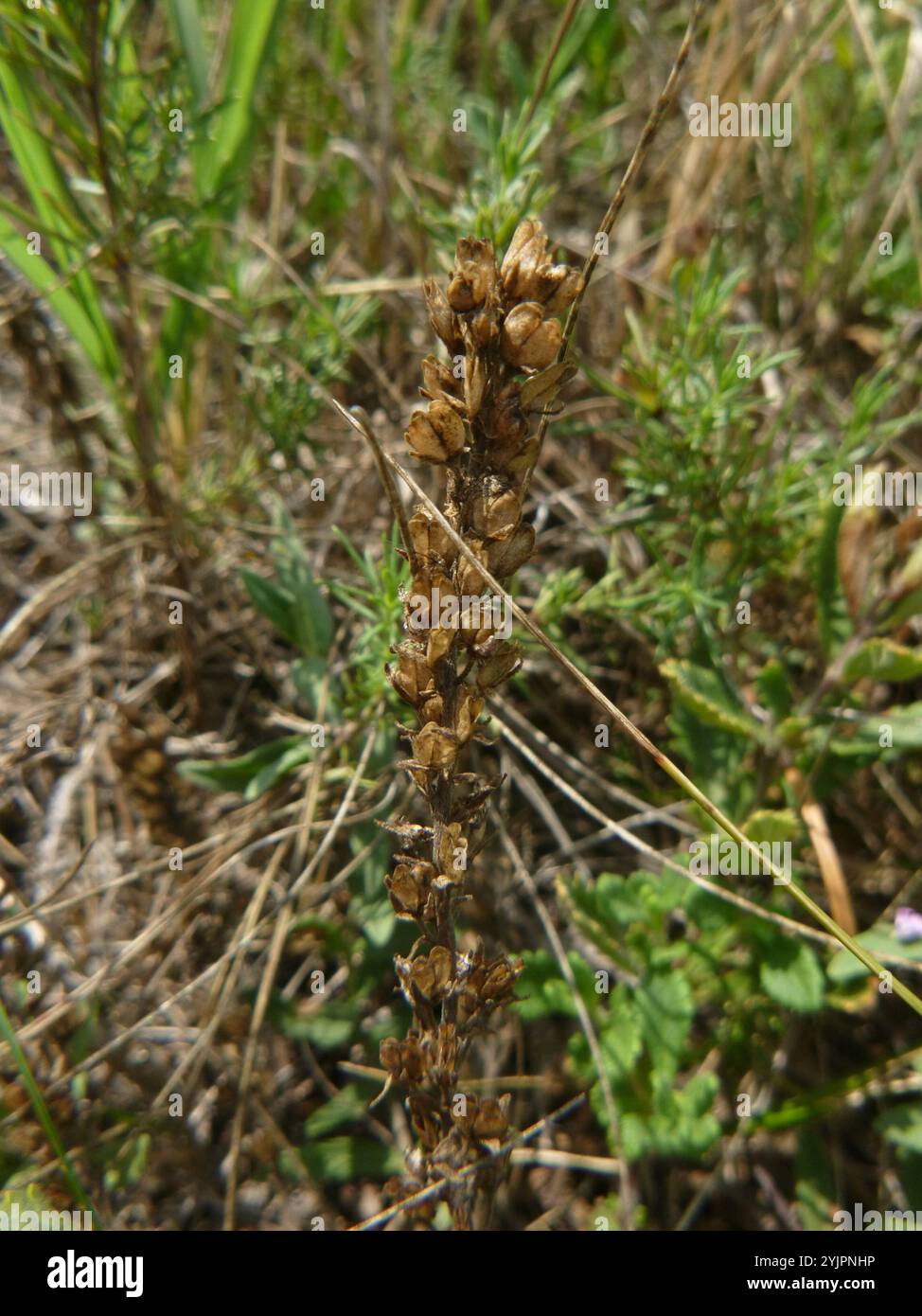 Prostrate Speedwell (Veronica prostrata Stock Photo - Alamy