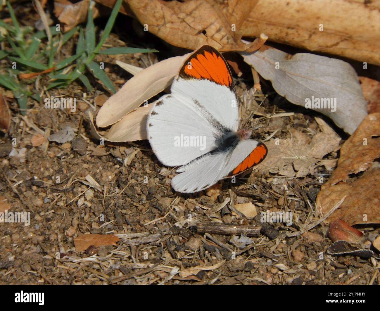 Common Orange Tip (Colotis evenina Stock Photo - Alamy