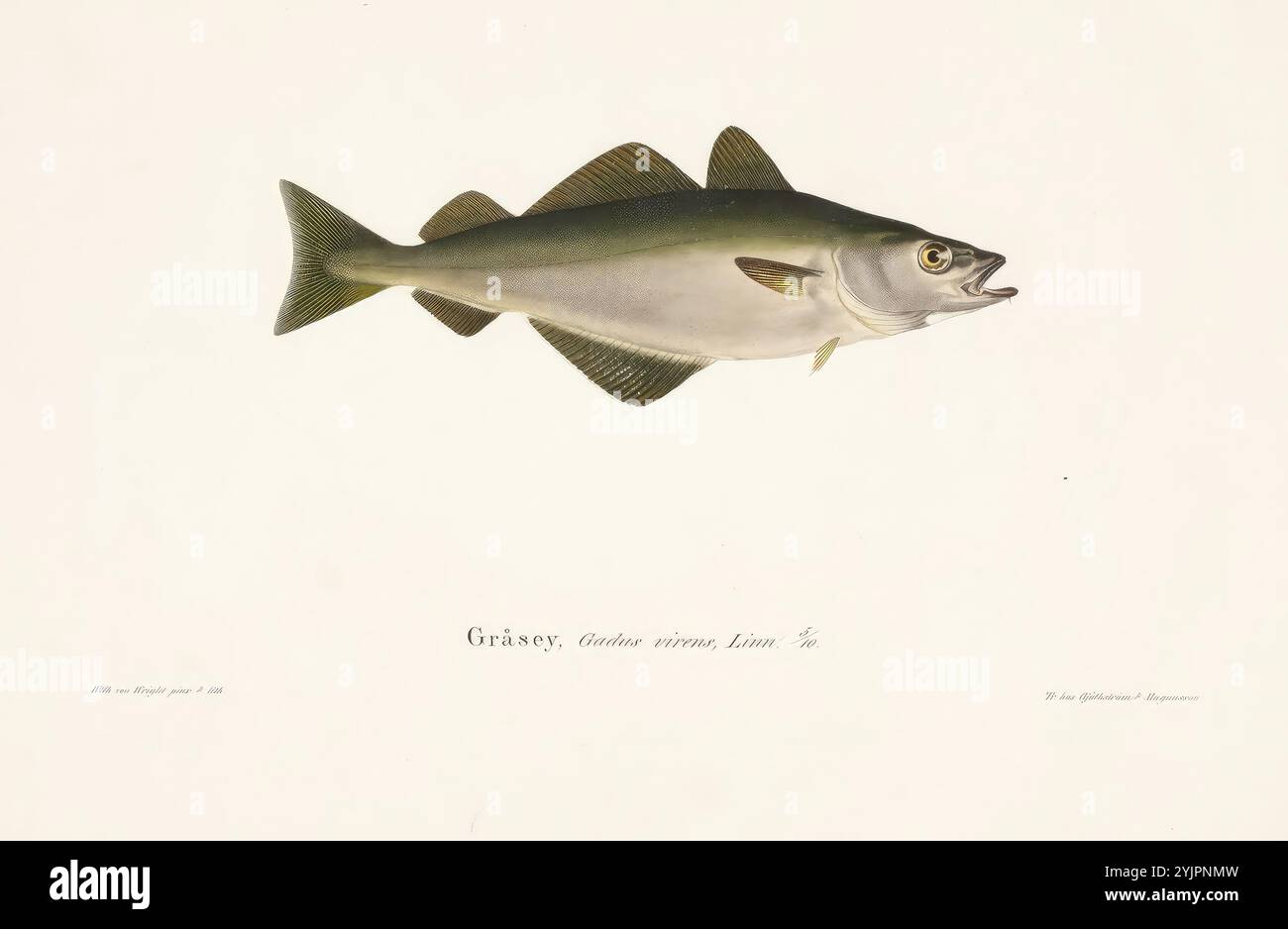 Wiik, Maria, Sketch book, undateable, drawing, Wiik, Maria, unscheduled ...